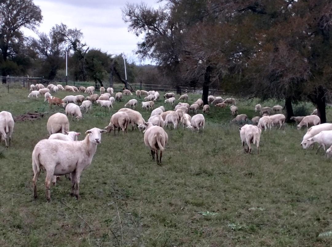 Podcast Guest Recipes: Judith McGeary’s Roast Lamb with Rosemary-Garlic ...